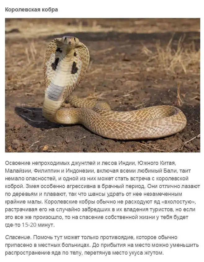 Топ 10 самых опасных африканских монстров